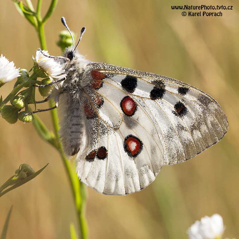 NaturePhoto - - - Jasoň červenooký - Parnassius apollo