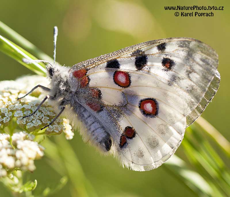 NaturePhoto - - - Jasoň červenooký - Parnassius apollo